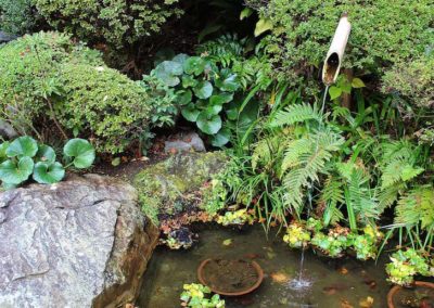 Acupuncture Gold Coast | Australian Centre for Natural Medicine